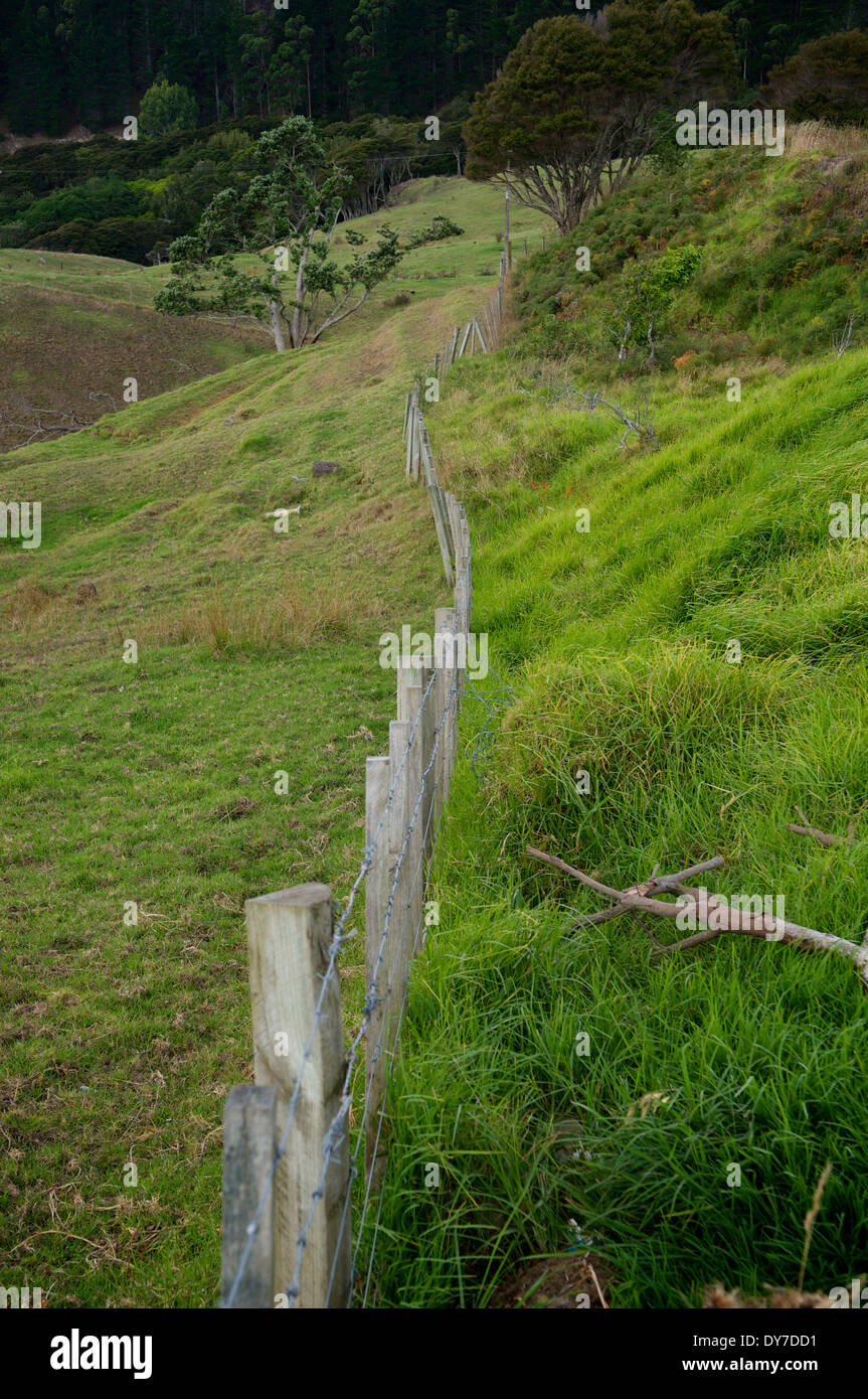 Manuka tree in new zealand hi-res stock photography and images - Alamy