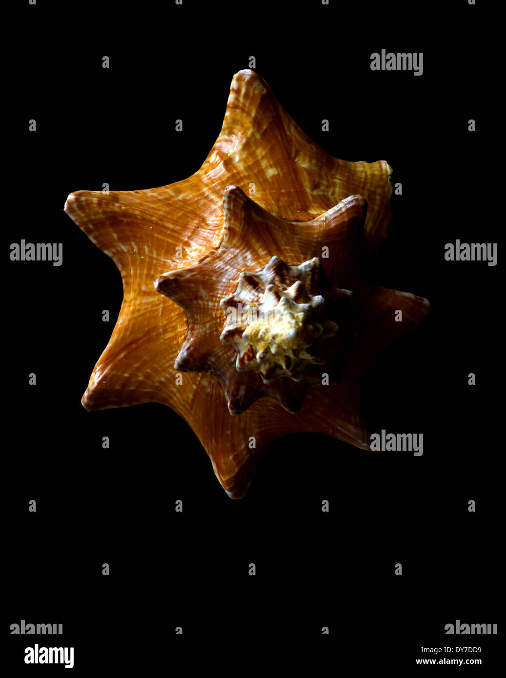 Symmetrical Shell Stock Photos & Symmetrical Shell Stock Images - Alamy