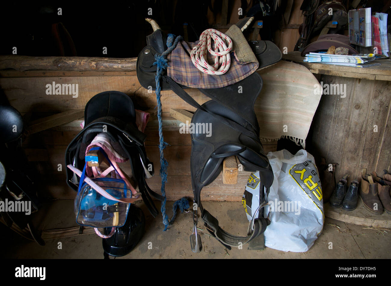 Riding saddles at Rangihau stables on the Coromandel Peninsula, New ...