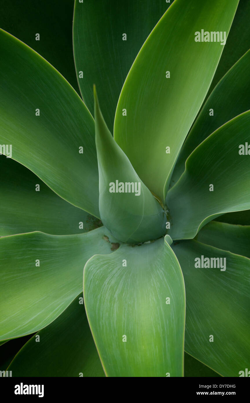 Aloe plant located near Hot Water BEach in the Coromandel Peninsula of ...