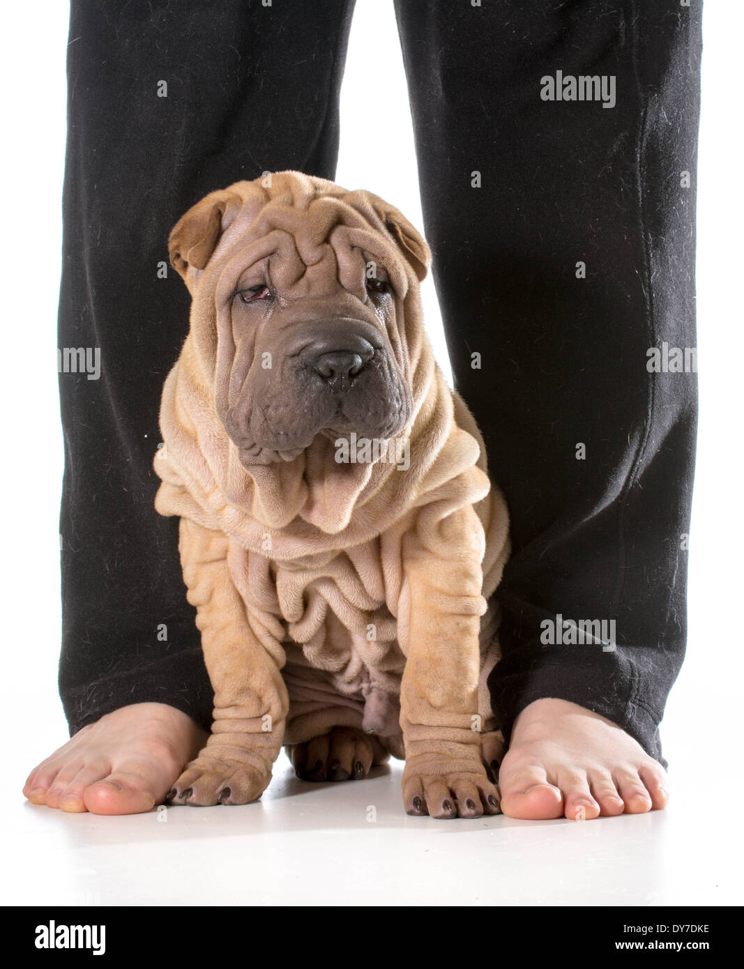 dog sitting at owners feet isolated on whit background - chinese shar ...