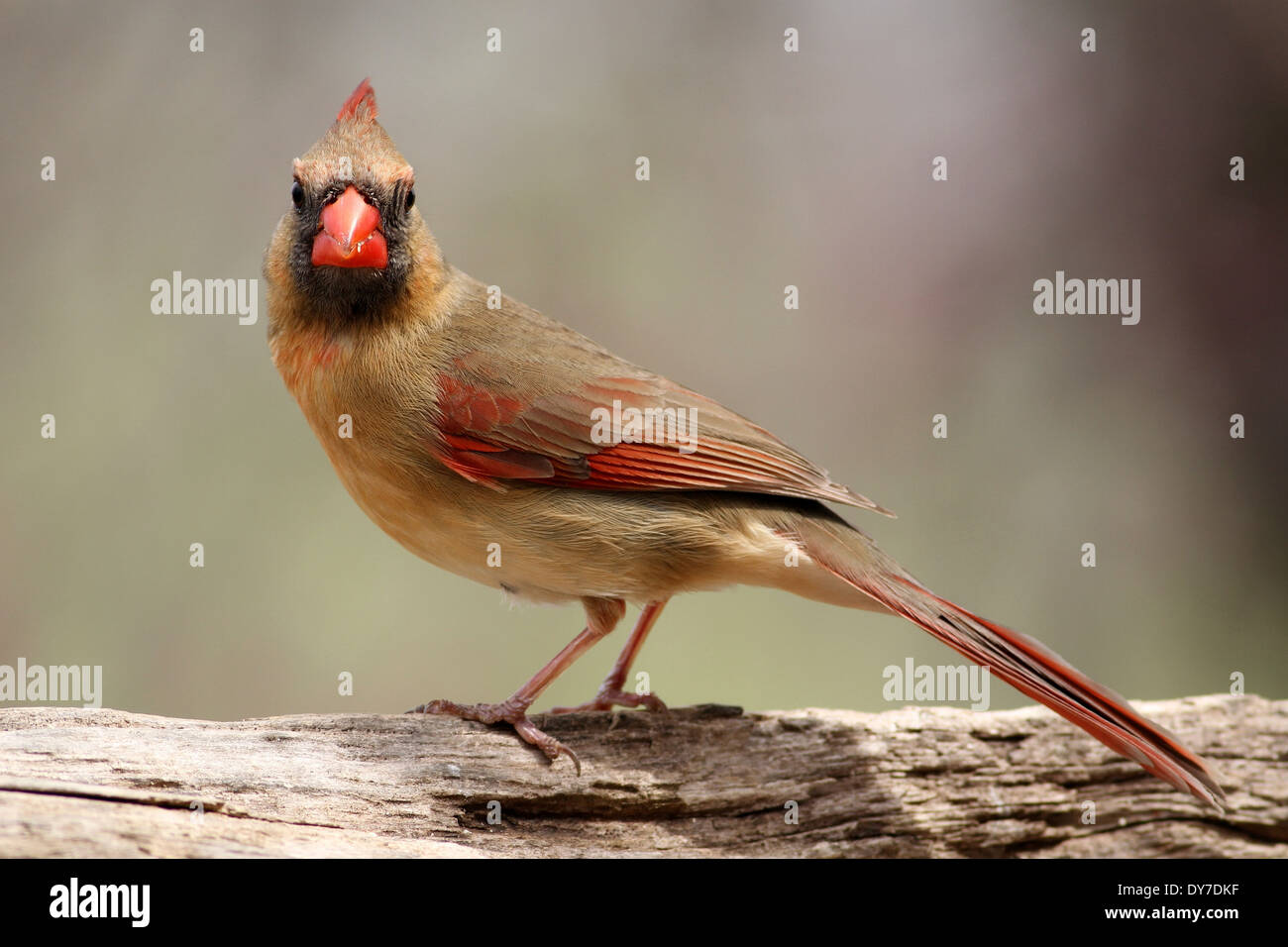 Best cardinal photo hi-res stock photography and images - Alamy