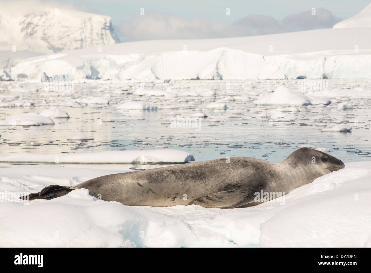 Leopard seal on ice flow hi-res stock photography and images - Alamy