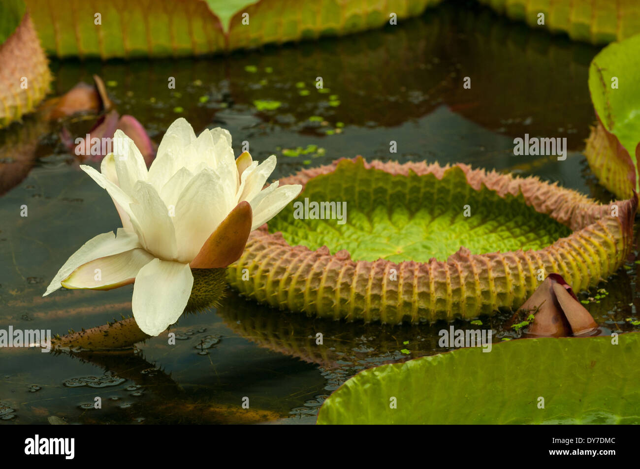 White flower victoria lily hi-res stock photography and images - Alamy