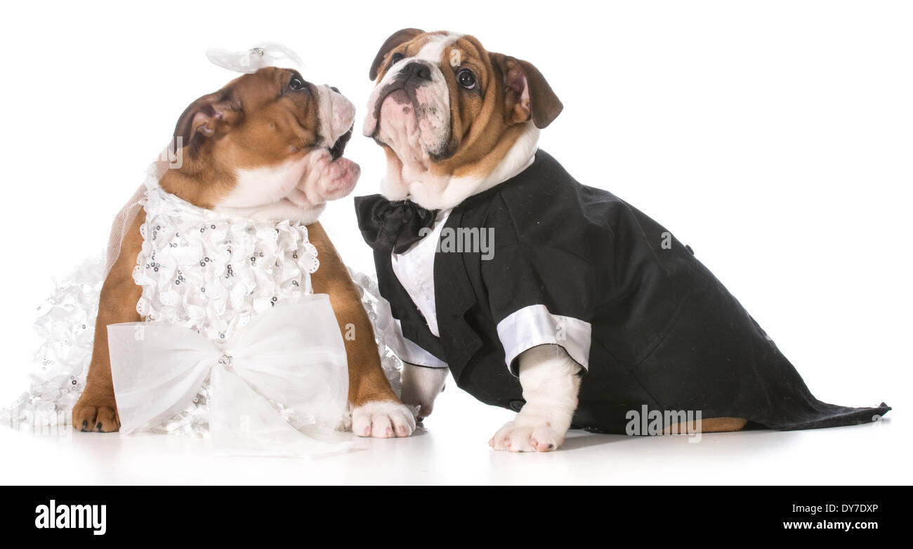 dog bride and groom puppies Stock Photo - Alamy