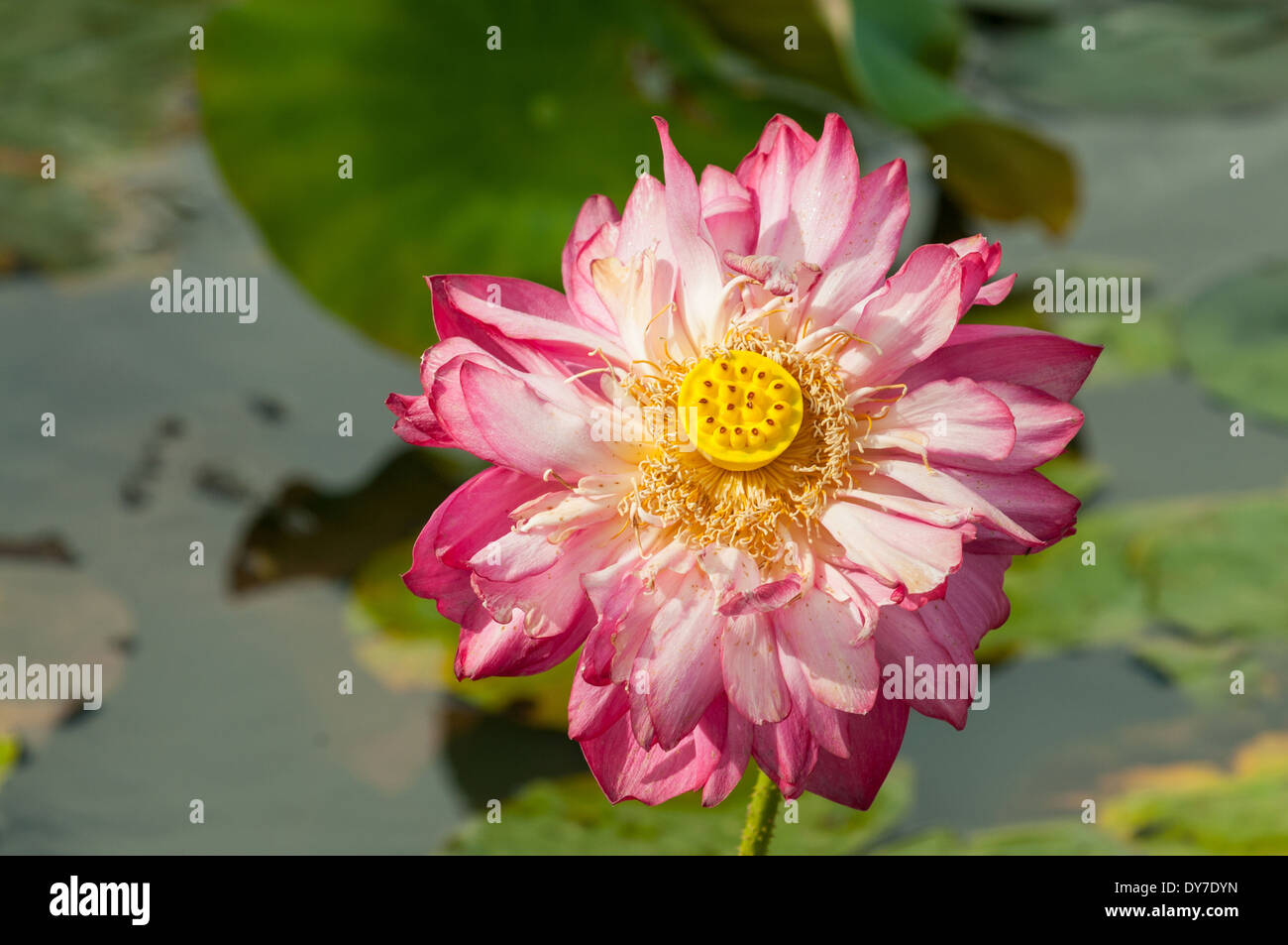 Beautiful red lotus hi-res stock photography and images - Alamy