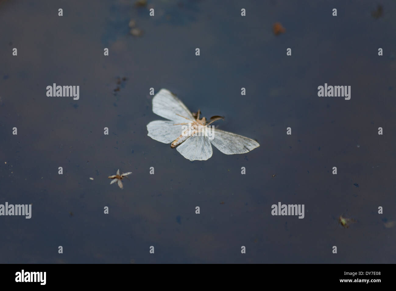 A drowned moth on the surface of water Stock Photo - Alamy