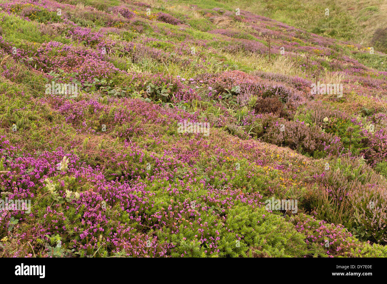 Heather Covered Hillside High Resolution Stock Photography and Images ...