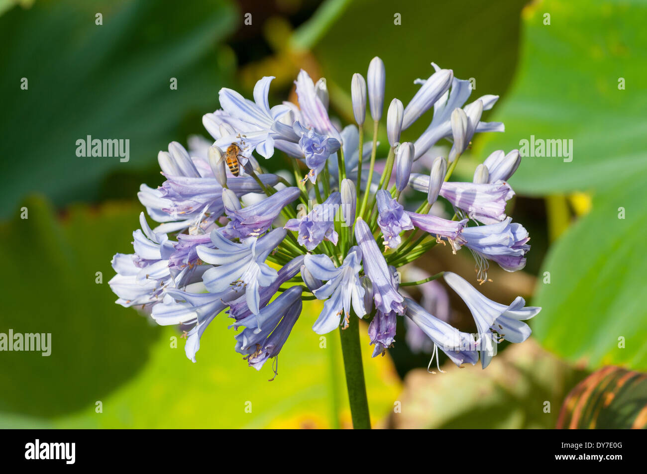 Agapanthus africanus, Blue African Agapanthus Stock Photo - Alamy
