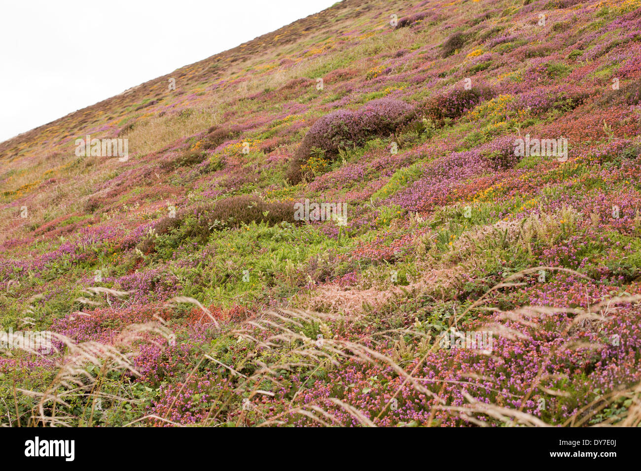 Heather-covered slopes beside the sea at Crackington Haven, Cornwall ...