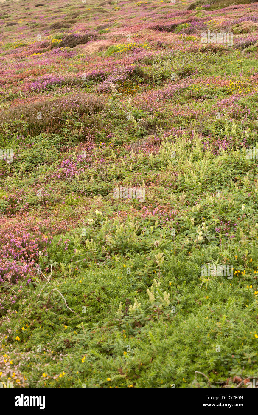 Heather-covered slopes beside the sea at Crackington Haven, Cornwall ...