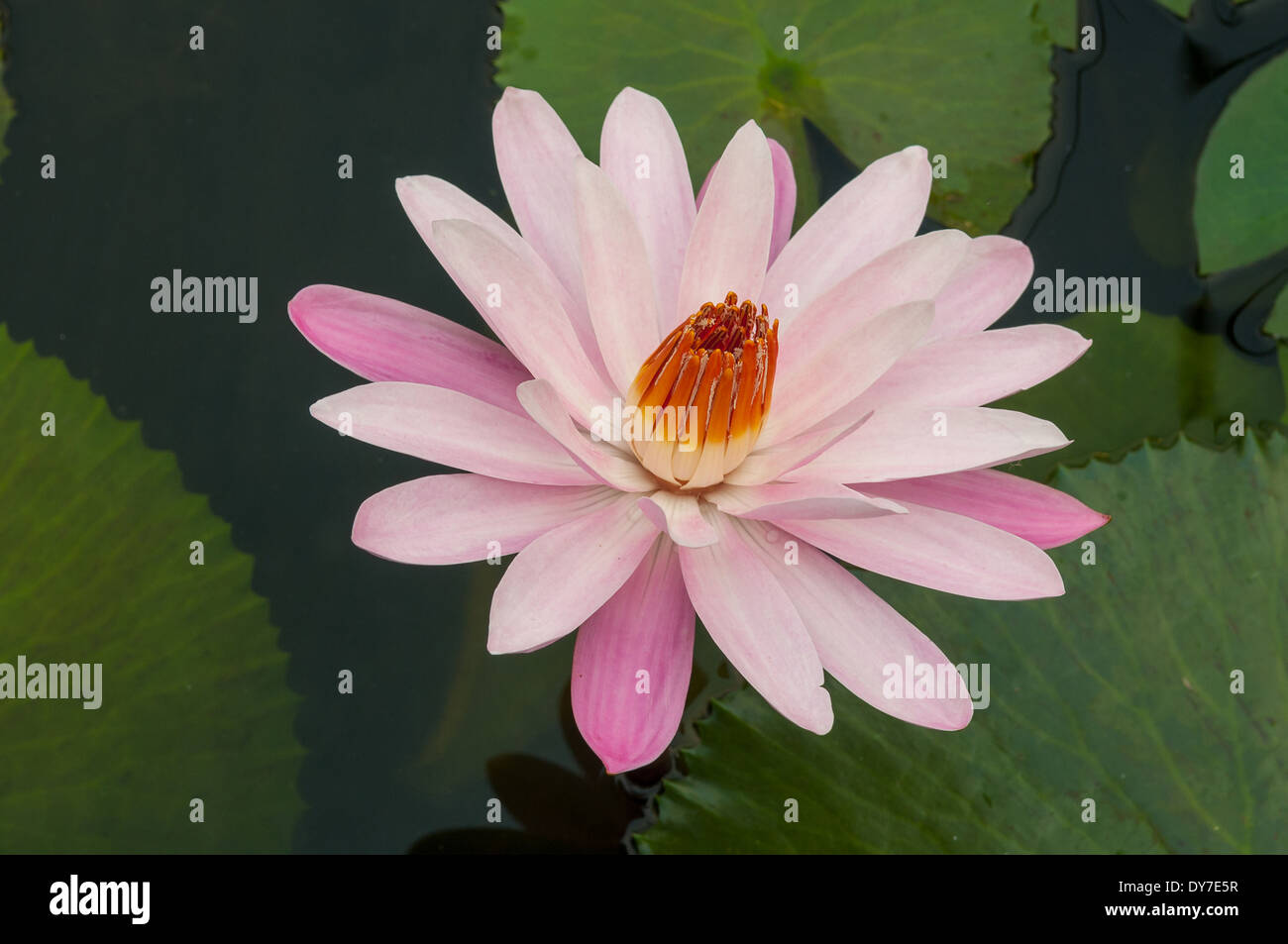 Nymphaea Sioux, Pale Pink Water Lily Stock Photo - Alamy