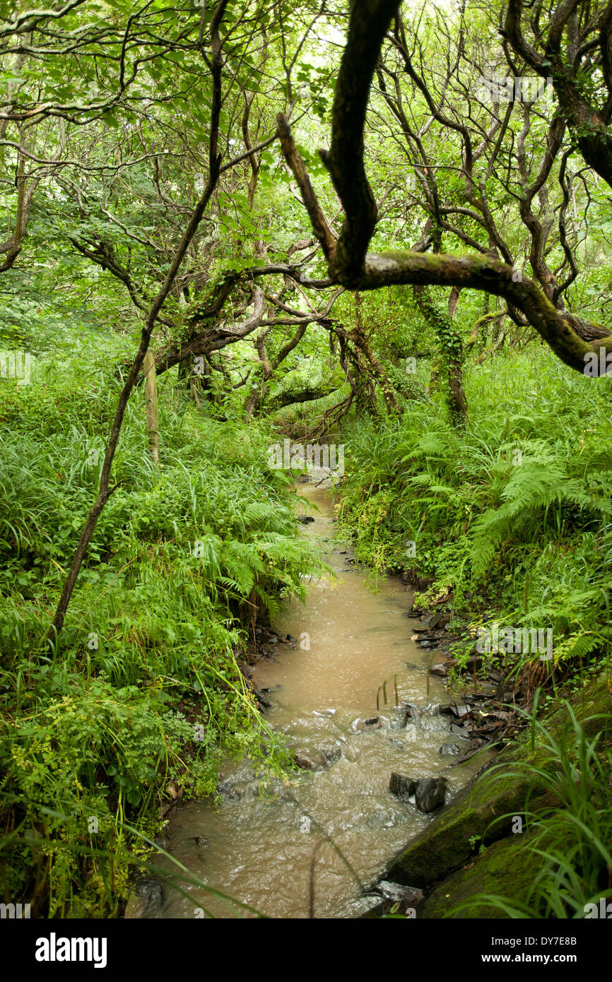 A Stream flows through a small wood in Cornwall Stock Photo - Alamy