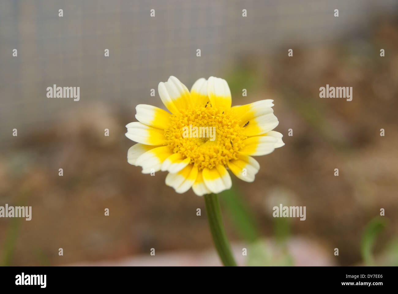 Yellow na hi-res stock photography and images - Alamy