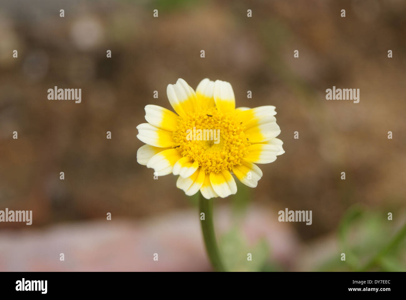 Yellow flowers, flowers Stock Photo - Alamy