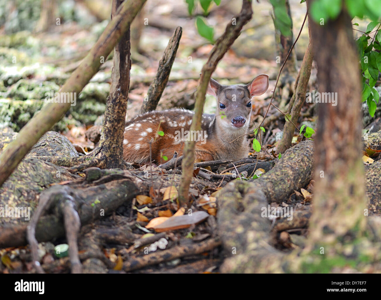Peninsula Trinidad High Resolution Stock Photography and Images - Alamy