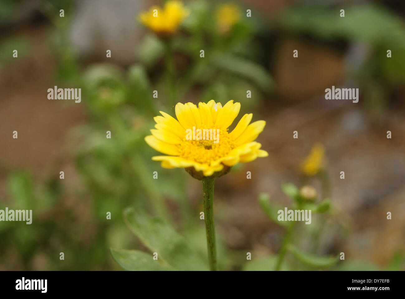 Yellow na hi-res stock photography and images - Alamy