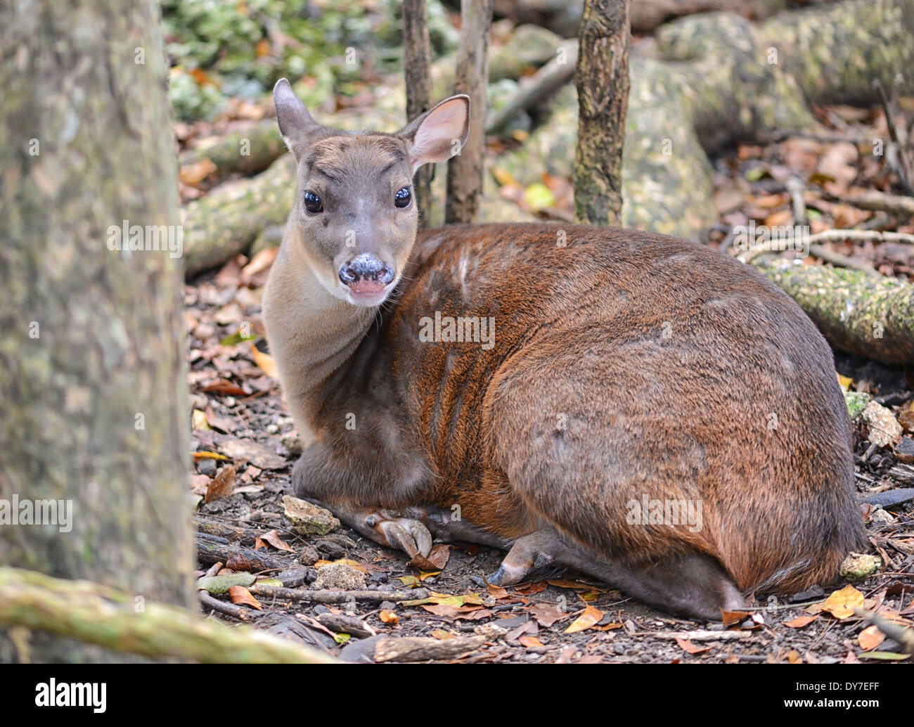 Barbados Farley Hill Stock Photos & Barbados Farley Hill Stock Images ...