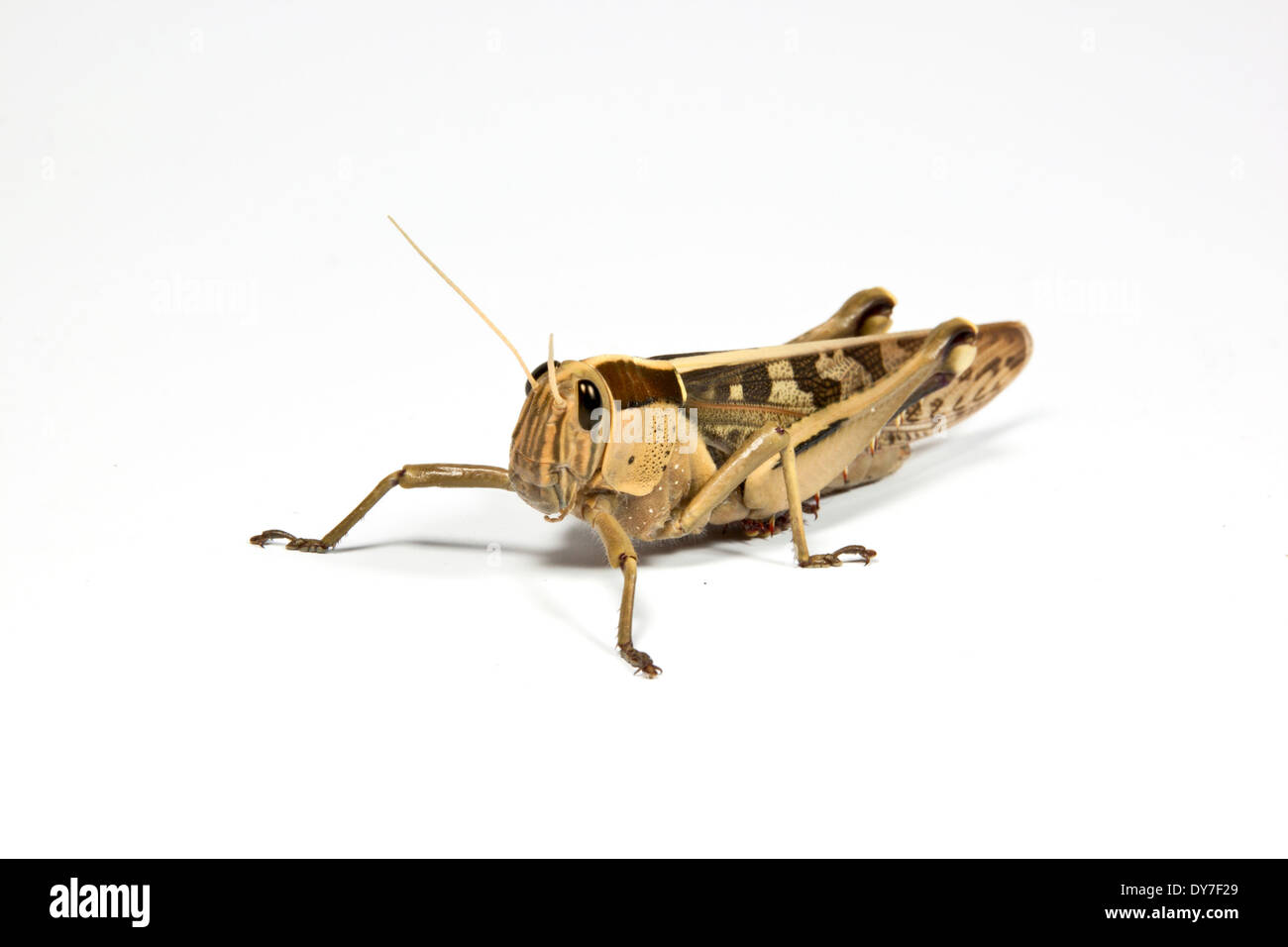 left side view of patterned grasshopper on white Stock Photo - Alamy
