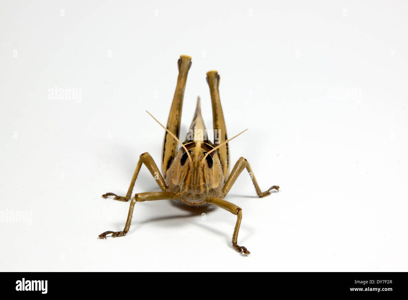 front view of single grasshopper on white Stock Photo - Alamy