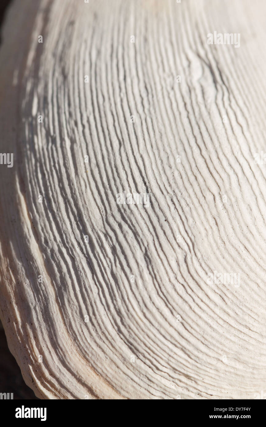 Sea shells patterns hi-res stock photography and images - Alamy