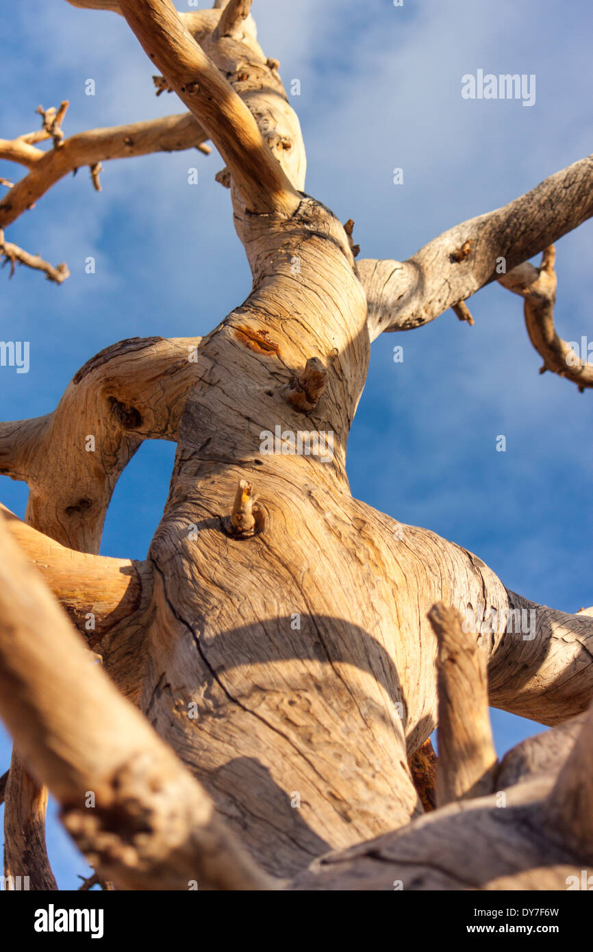 Dead joshua tree hi-res stock photography and images - Alamy