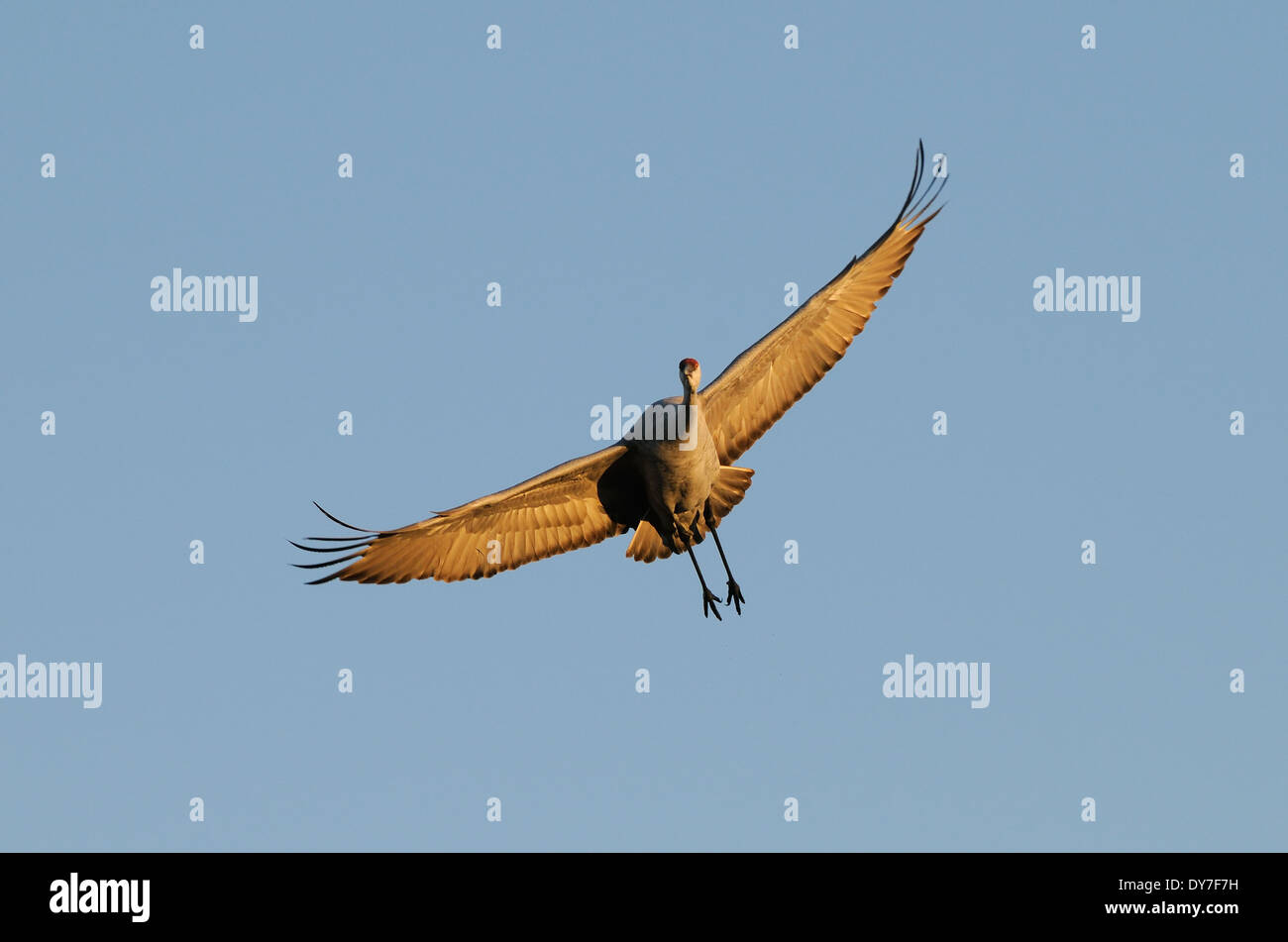Sandhill Cranes in a pond and flying over the water and the hills at ...