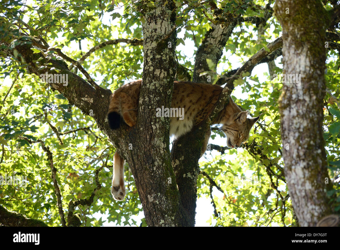 Eurasian lynx resting in the tree Stock Photo - Alamy
