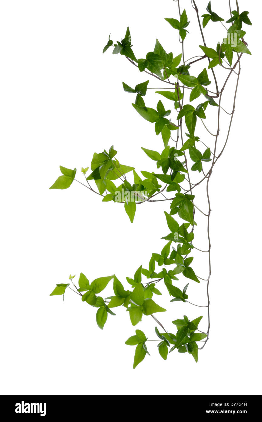 Few dense ivy (Hedera) stems isolated on white background. Creeper Ivy ...
