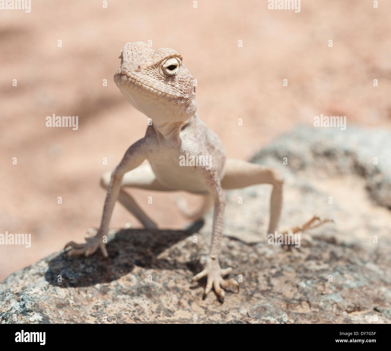 Closeup of an Egyptian desert agama lizard on in harsh arid environment ...