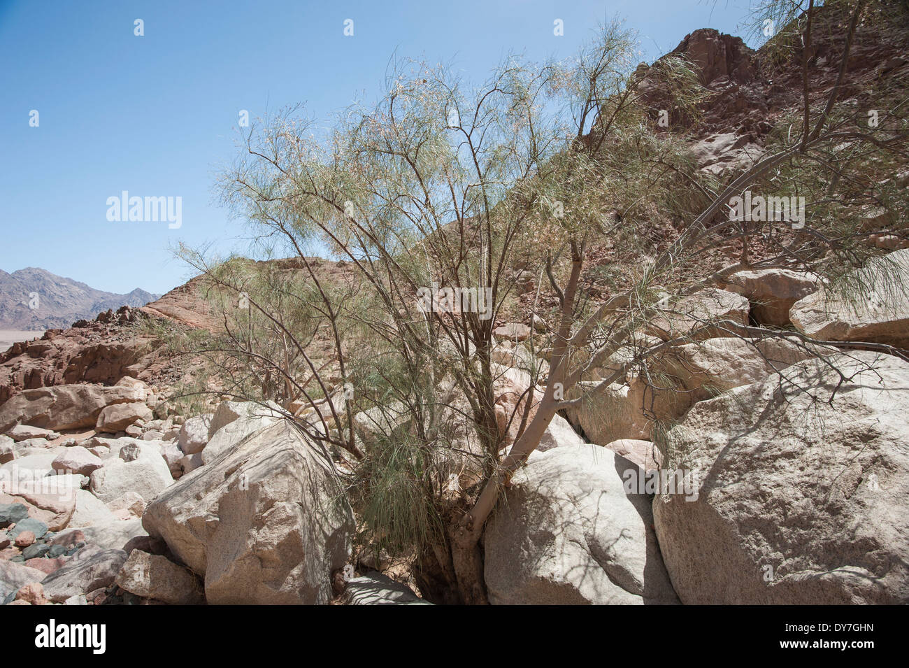 Desert ironwood tree olneya tesota growing between rocks on a rocky ...