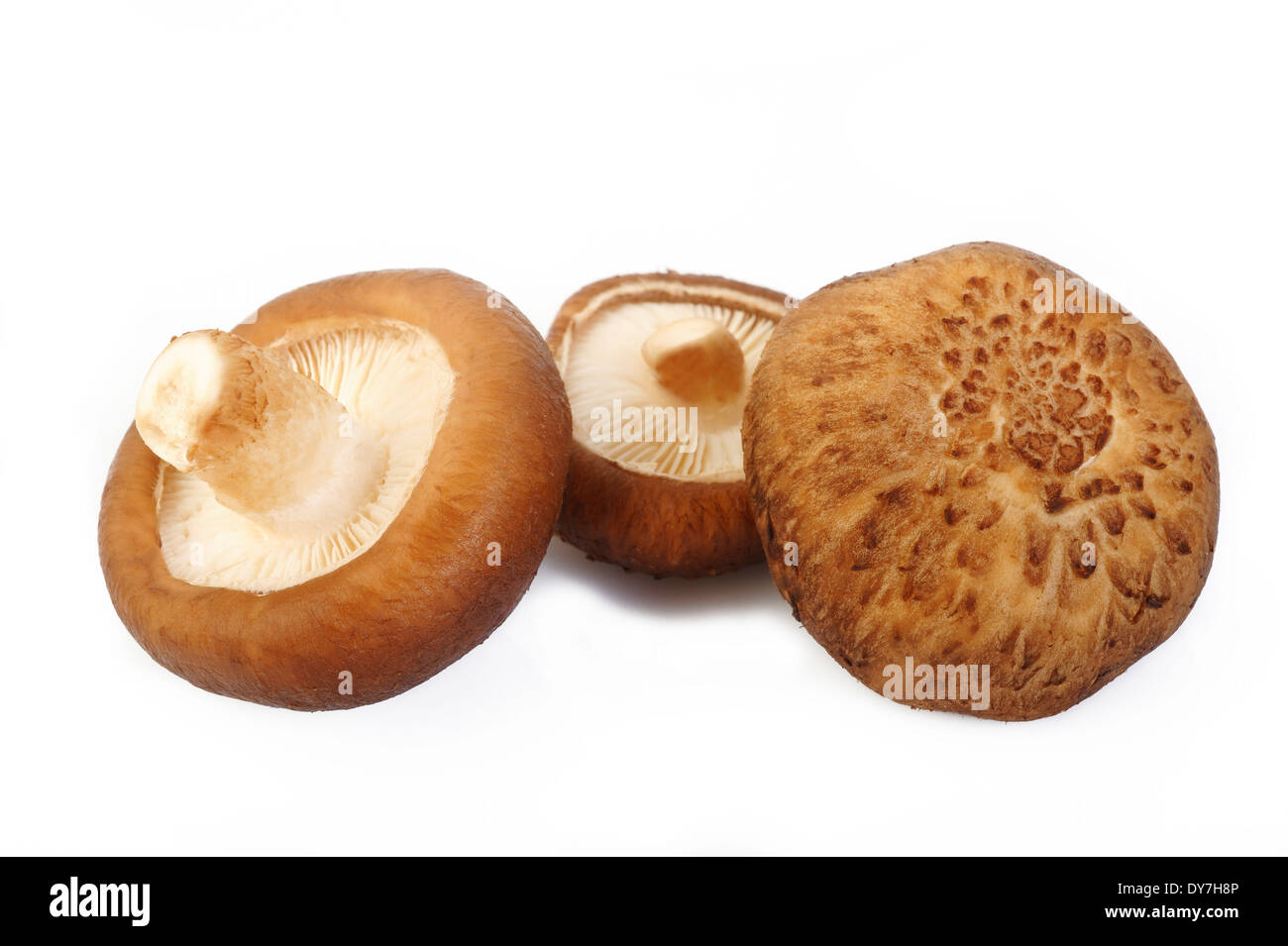 Fresh shiitake mushroom isolated on white background Stock Photo - Alamy