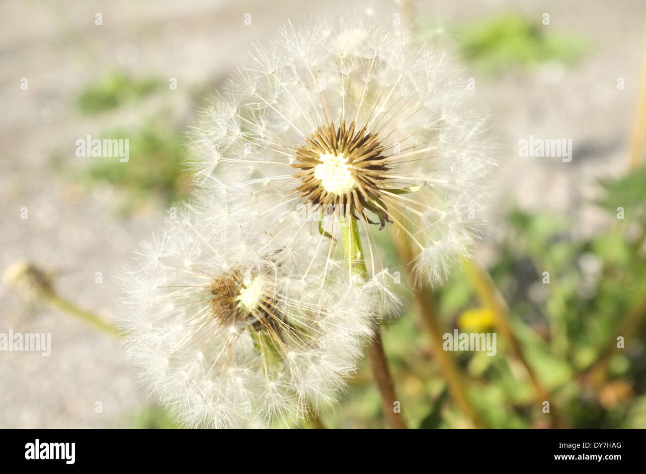 Dandelions in my garden Stock Photo - Alamy