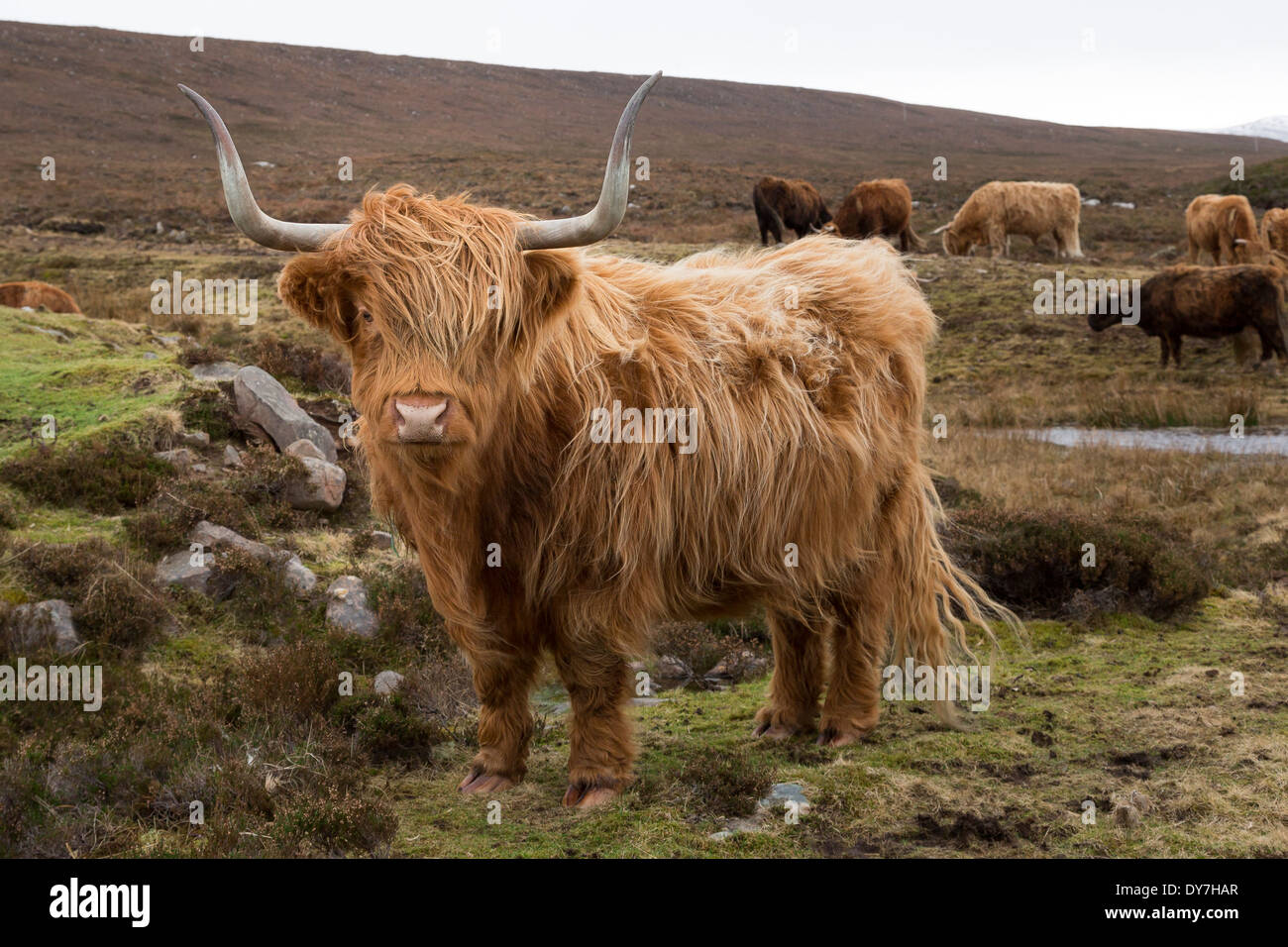 Highland Cow on windy hillside Stock Photo - Alamy