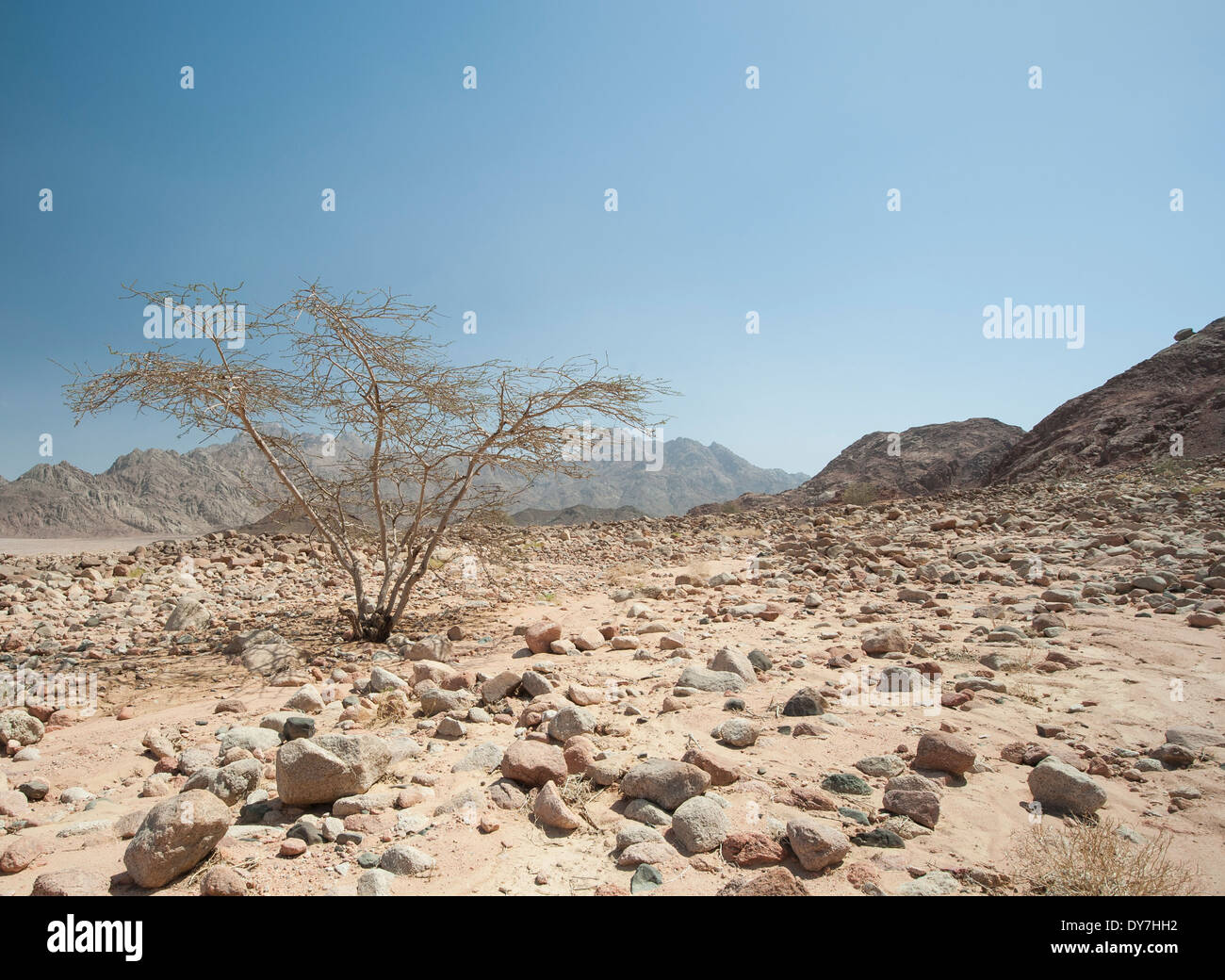 Rocky mountain slope landscape with acacia tree in an arid desert ...