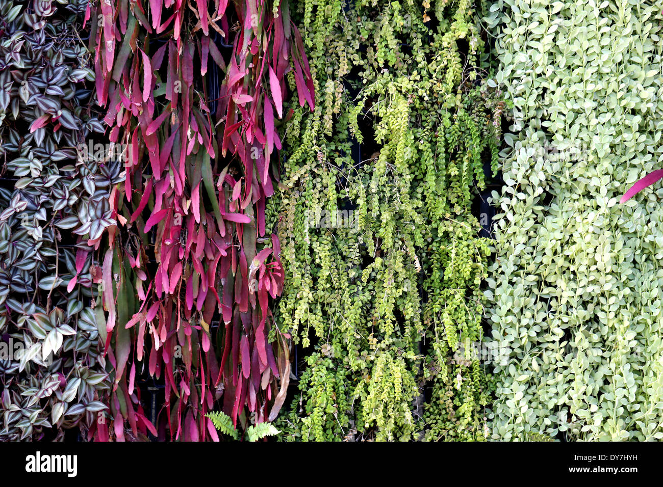 Texture of plants Stock Photo - Alamy