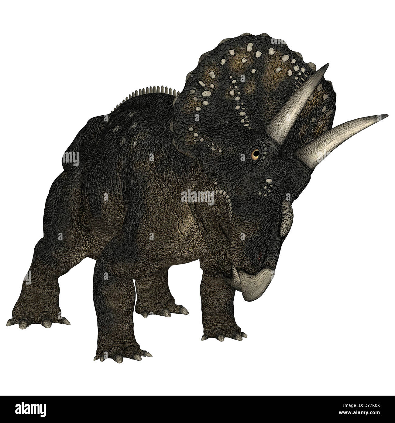 3D digital render of a dinosaur Diceratops isolated on white background ...