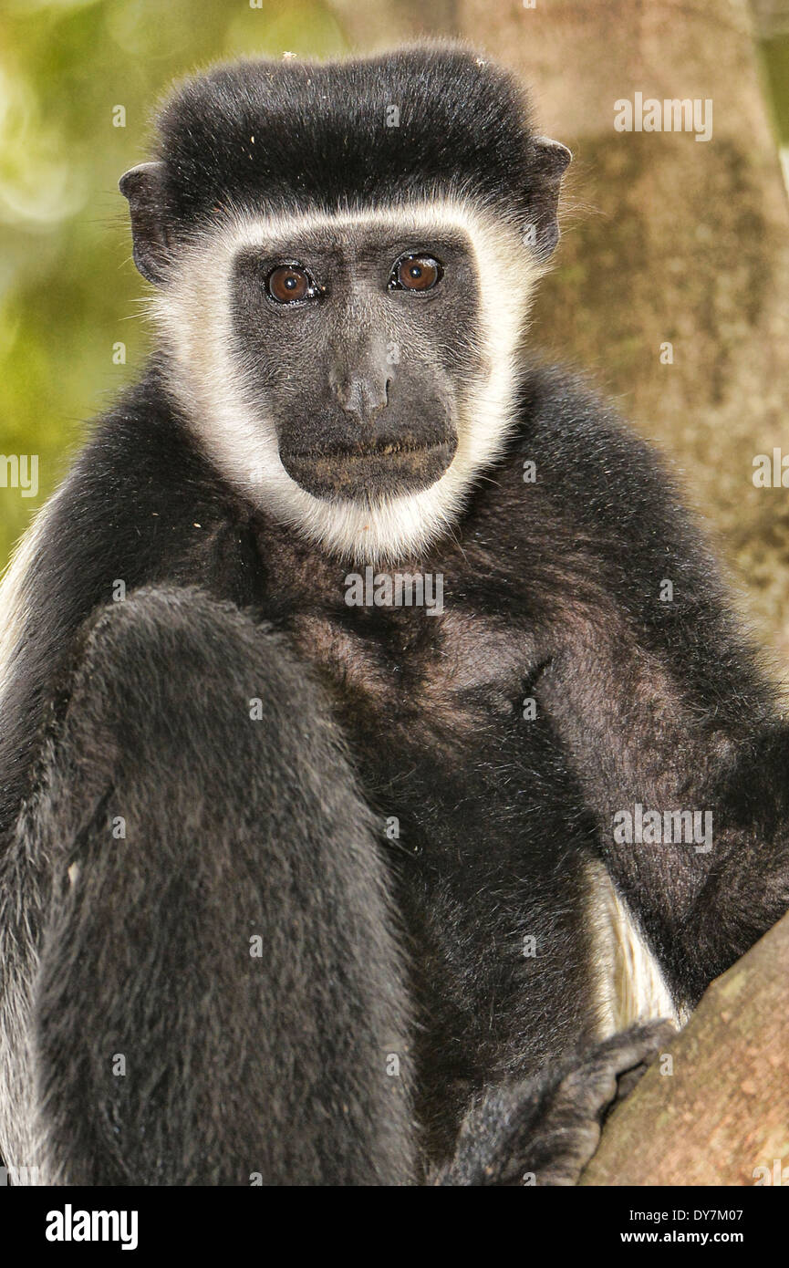 mantled guereza, also known as Abyssinian black and white colobus ...