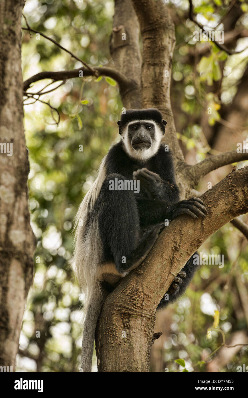mantled guereza, also known as Abyssinian black and white colobus ...