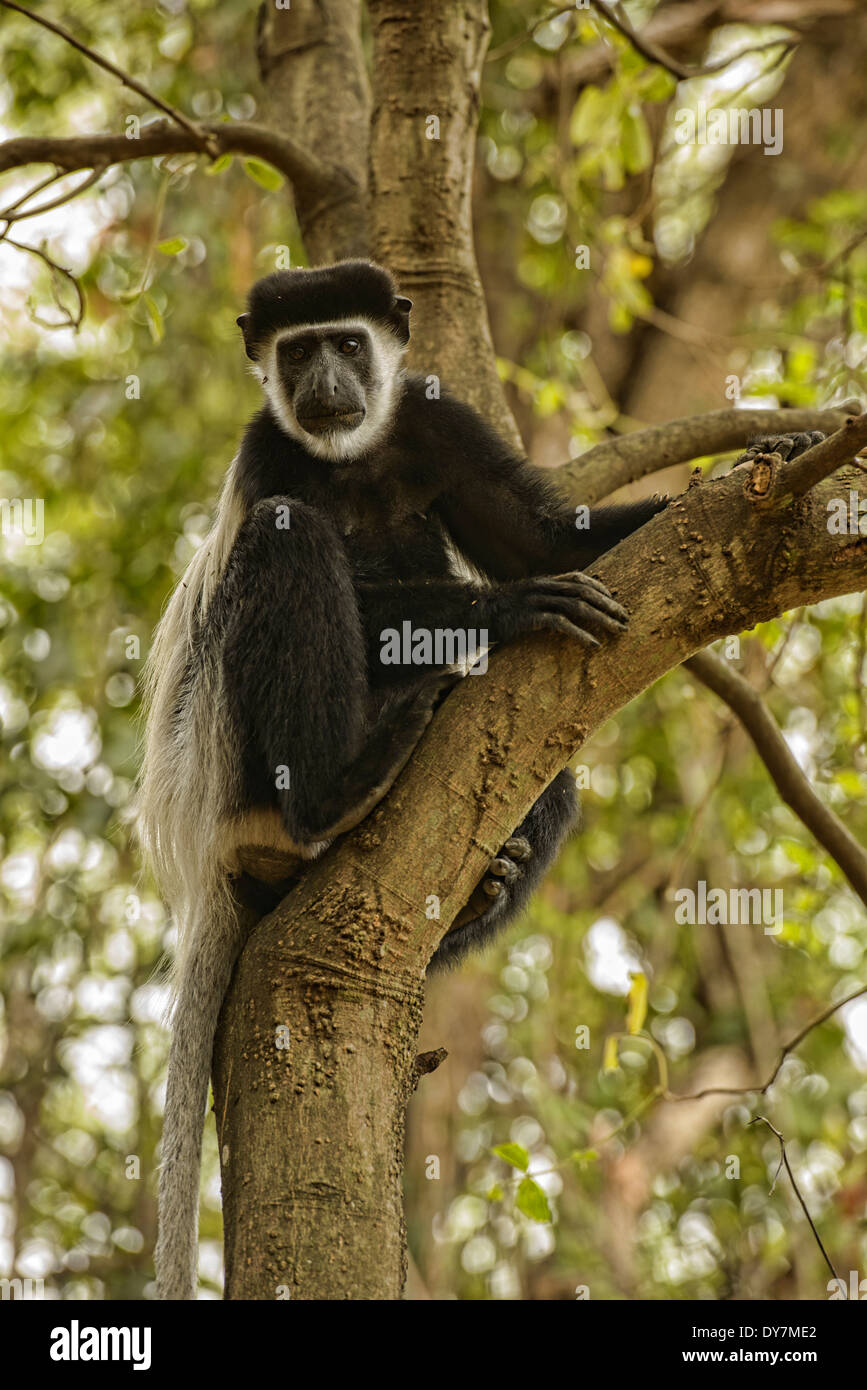 mantled guereza, also known as Abyssinian black and white colobus ...