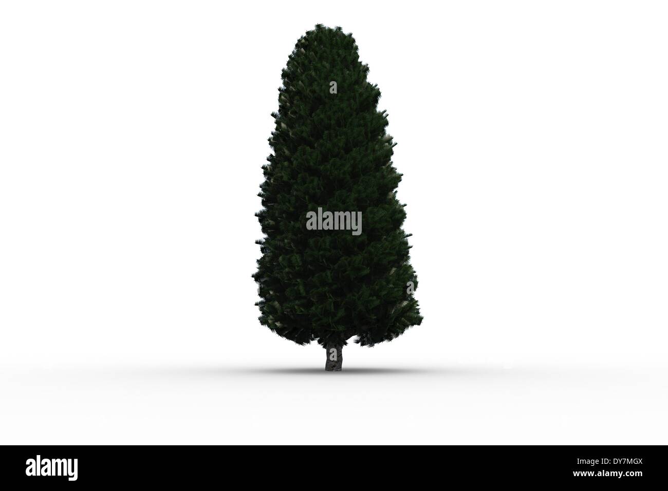 Tall tree with green foilage Stock Photo - Alamy