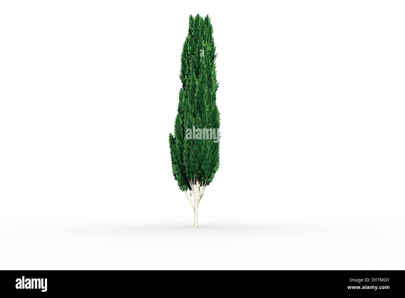 Tall tree with green foilage Stock Photo - Alamy