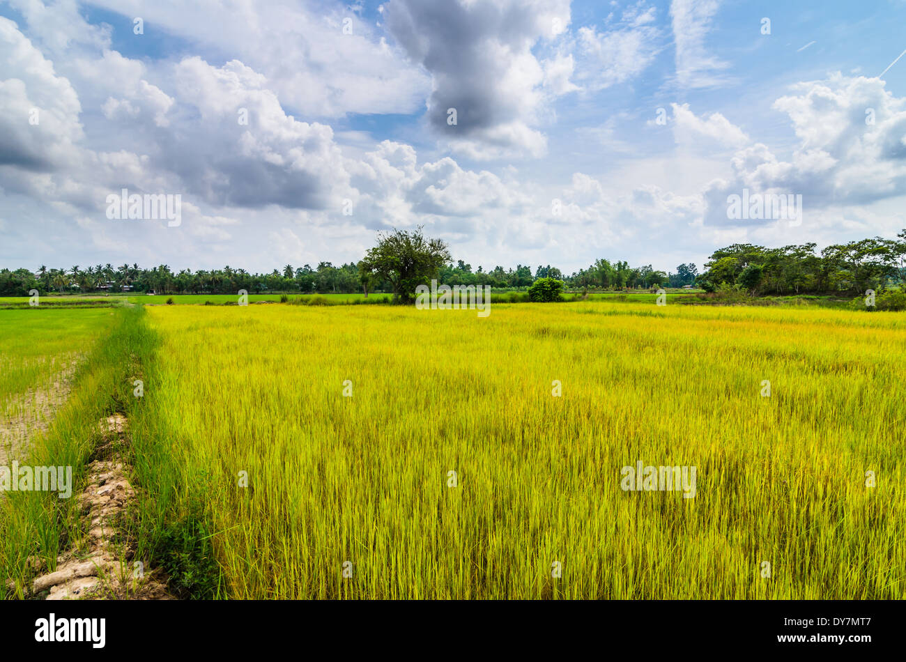 Green grass rice and sky Stock Photo - Alamy