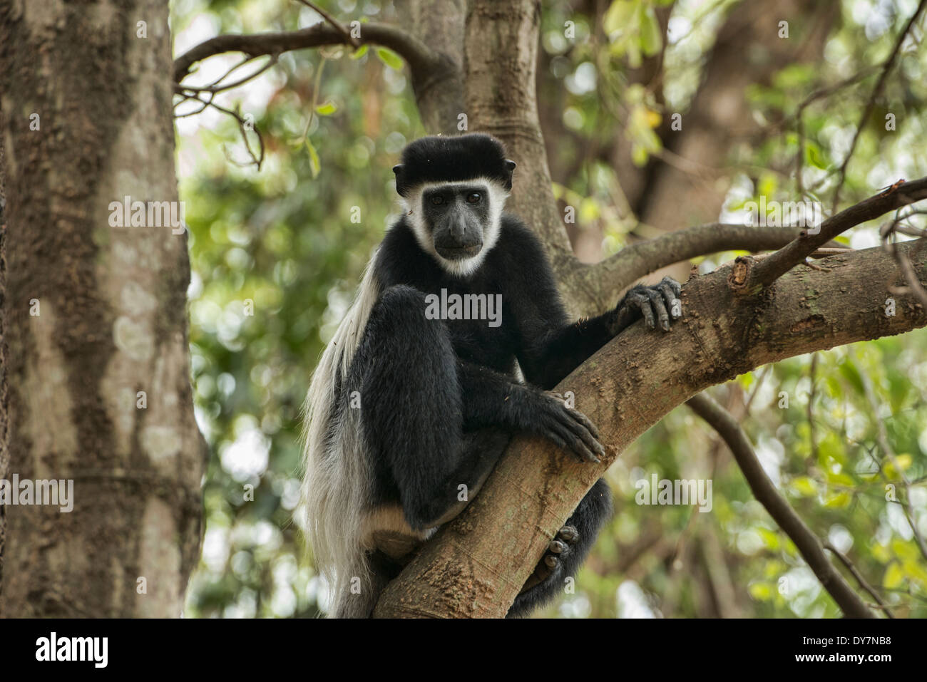 mantled guereza, also known as Abyssinian black and white colobus ...