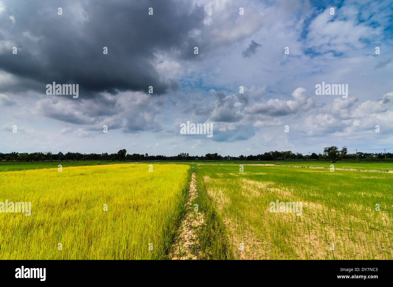 Green grass rice and sky Stock Photo - Alamy