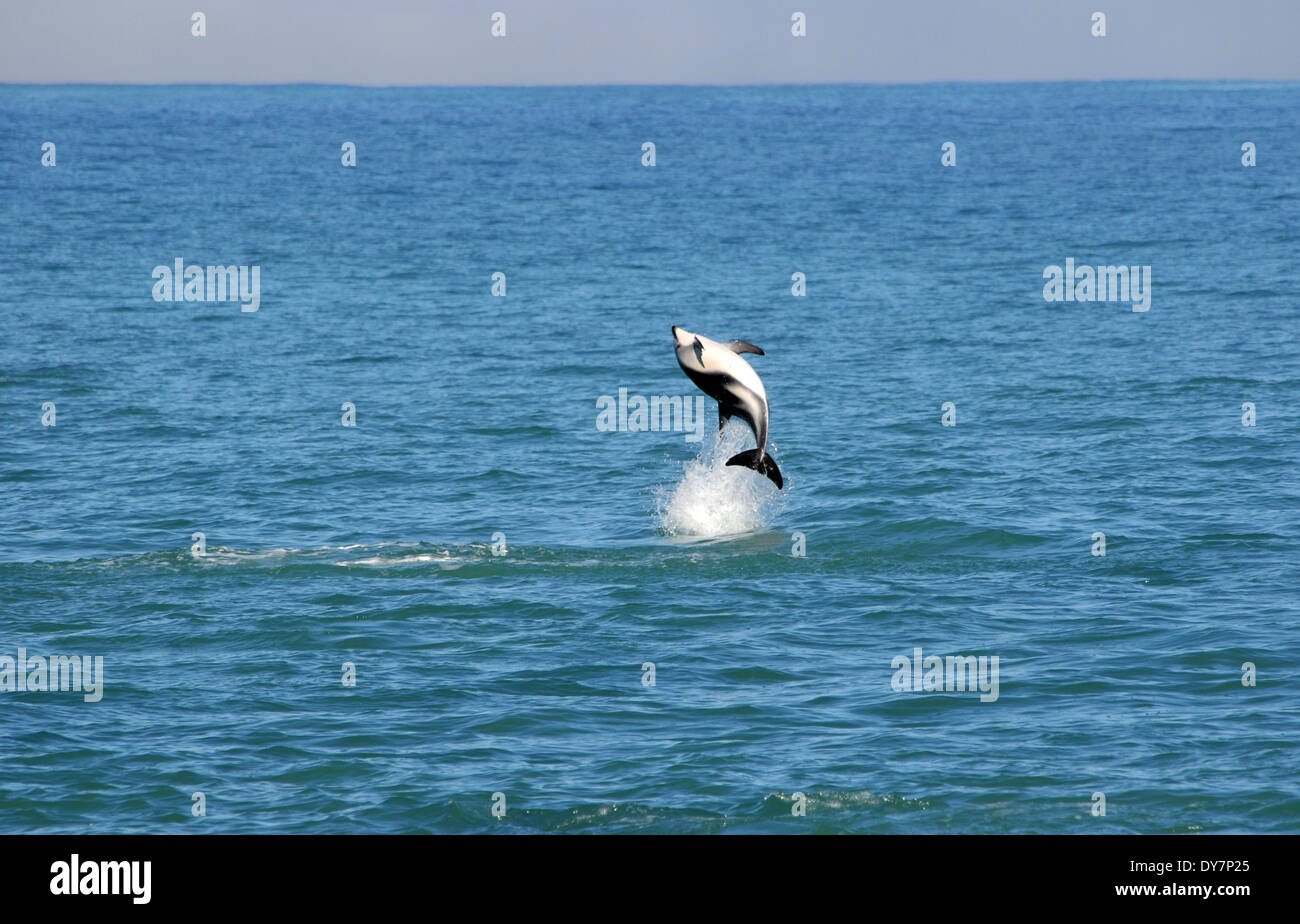 Dusky dolphin, Lagenorhynchus obscurus, jumping, Kaikoura, South Island ...