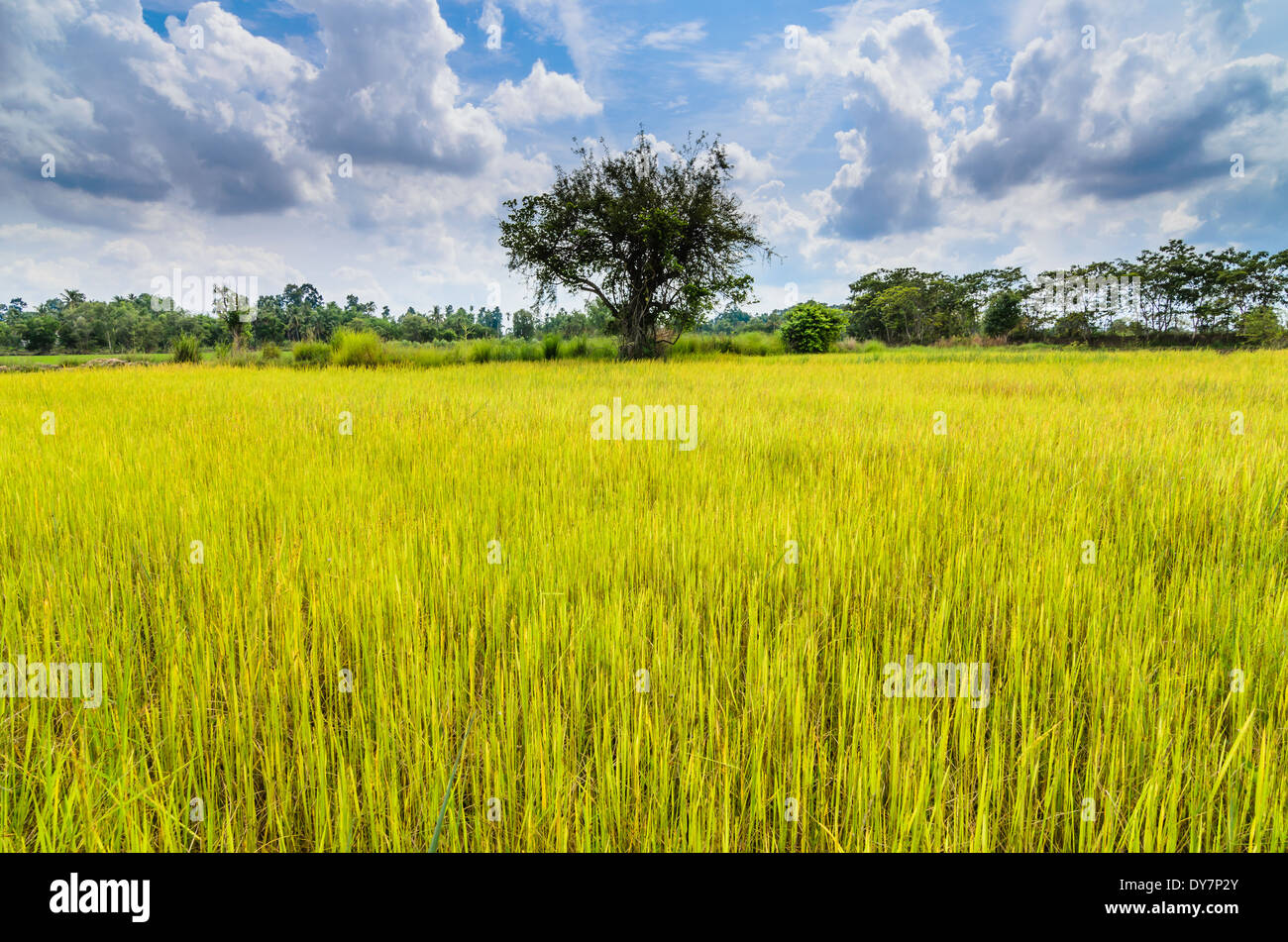 Green grass rice and sky Stock Photo - Alamy