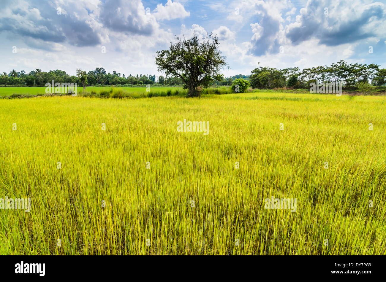 Green grass rice and sky Stock Photo - Alamy