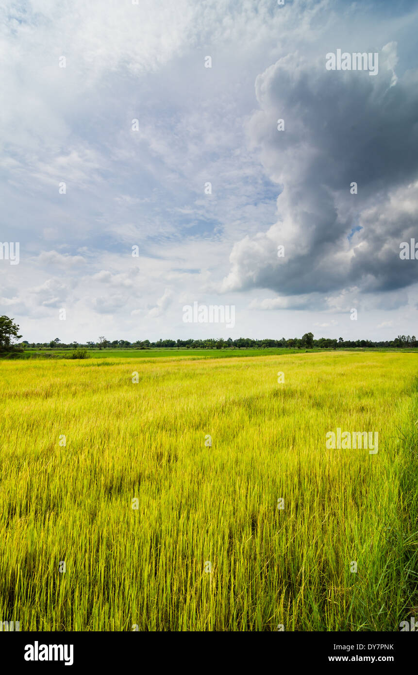 Green grass rice and sky Stock Photo - Alamy