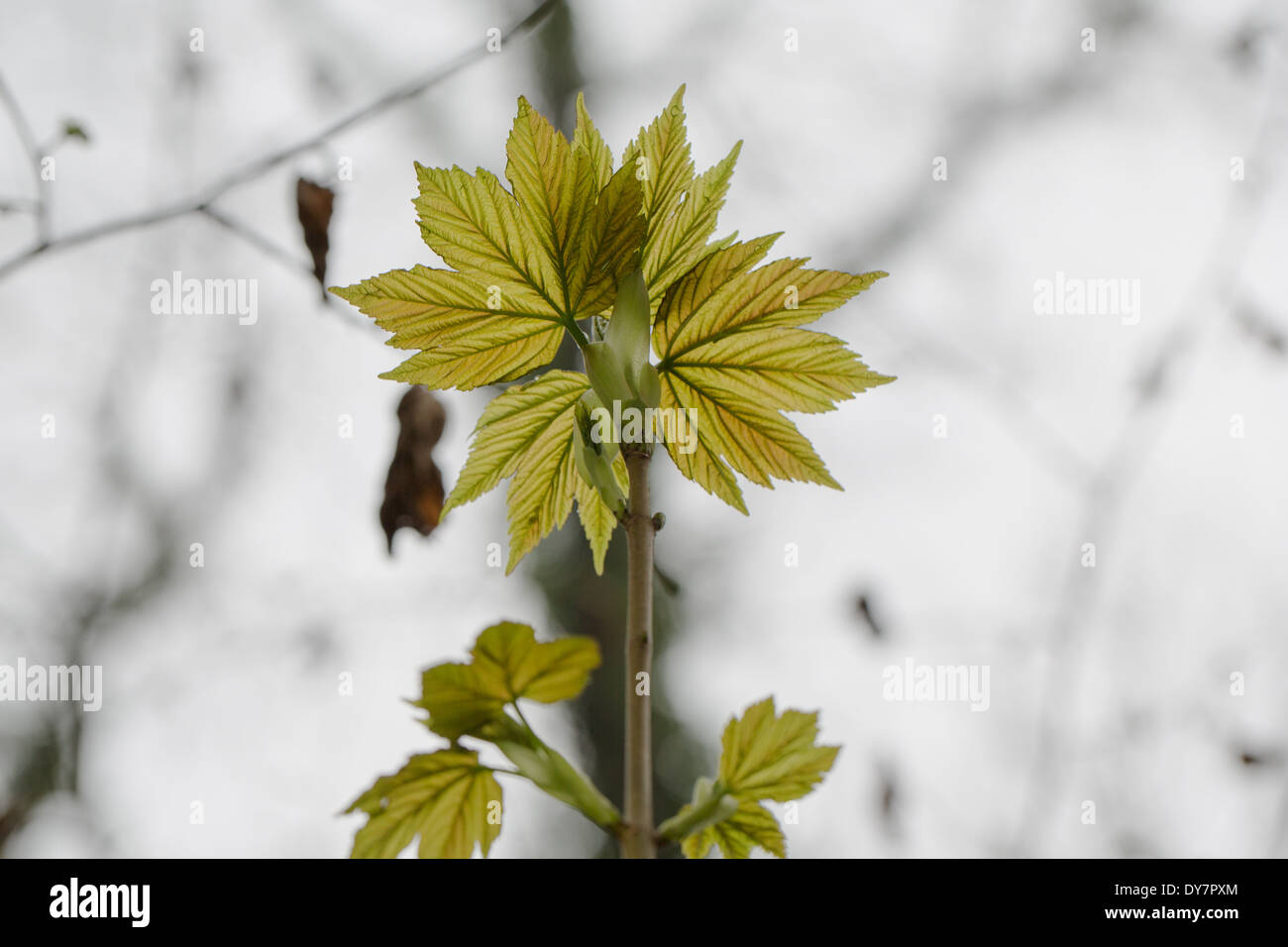 Acer pseudoplatanus young hi-res stock photography and images - Alamy
